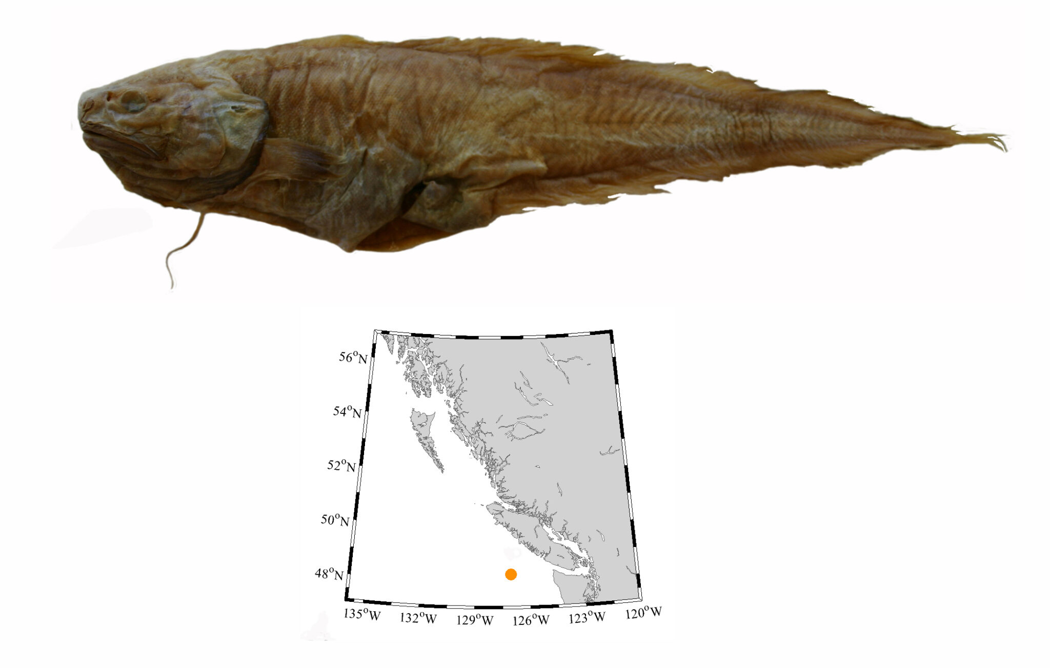 New Cusk Eels for BC | Staff Profiles